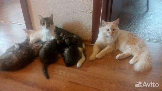 Котятки подростки