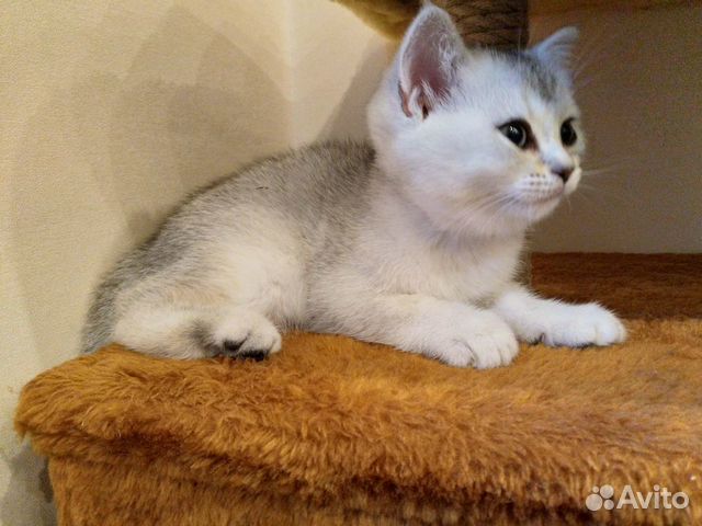Продаётся шотландский котёнок