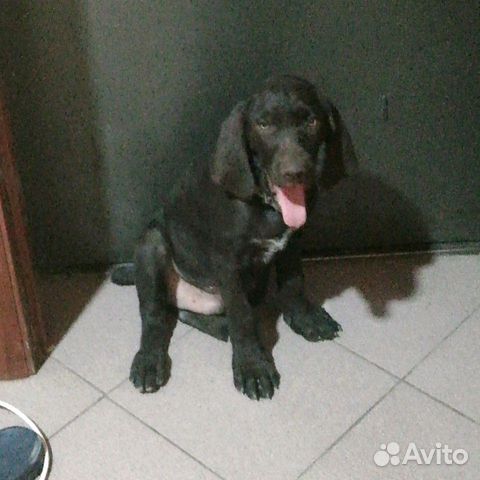 Щенки Курцхаара