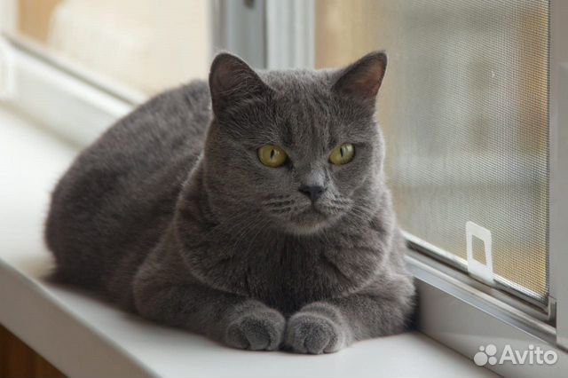 Британская Плюша