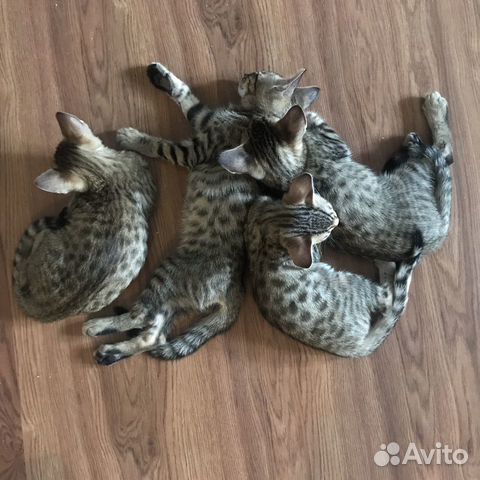 Котята Саванна