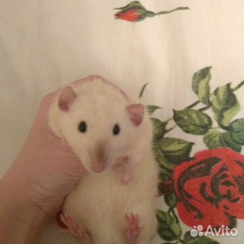 Отдаю крыс