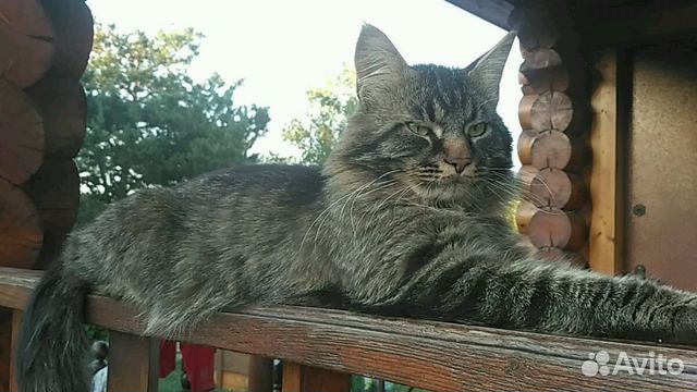 Кот Мякита (или Мякиш)