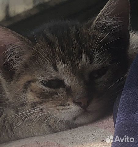 Трехцветный котенок