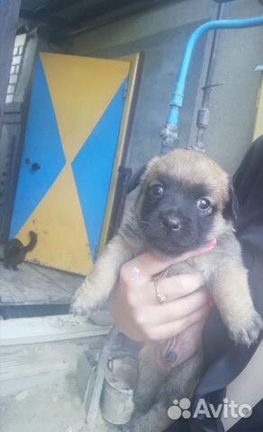 В добрые руки