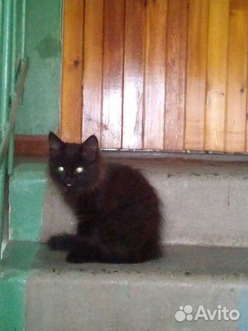 Котенок домовенок ищет дом