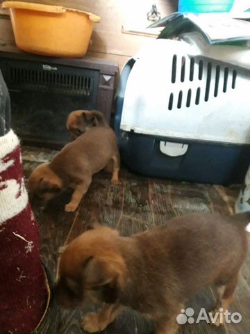 Щенята помесь