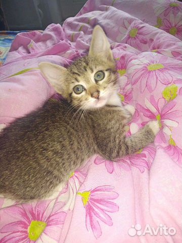 Отдаются 3 замечательных котенка