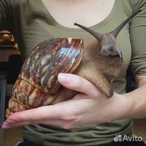 Гигантские Африканские улитки породы Ахотина