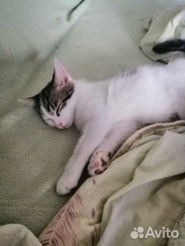 Котик