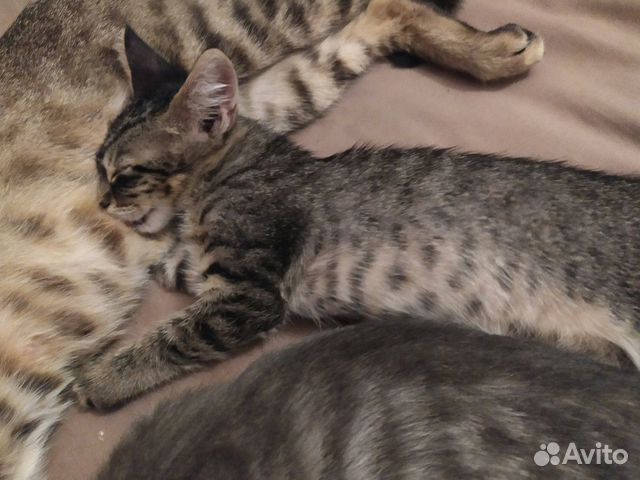 Котята около 2 месяцев.игривые ласковые.остались м