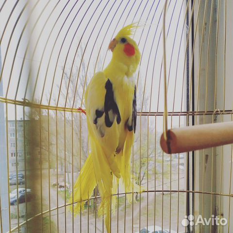 Попугай, молодой самец корелла вместе с клеткой