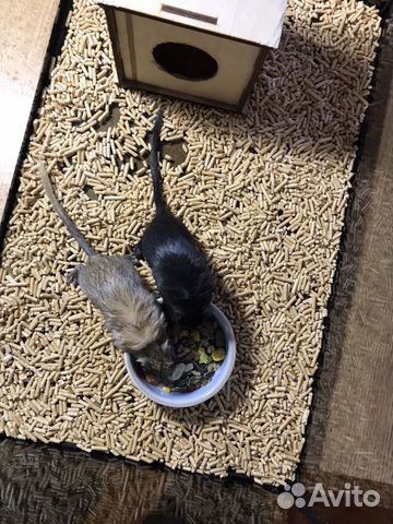 Песчанки с аквариумом