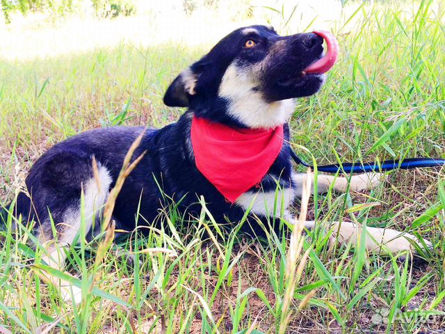 Вилли ищет дом