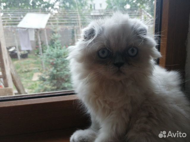 Шотландские