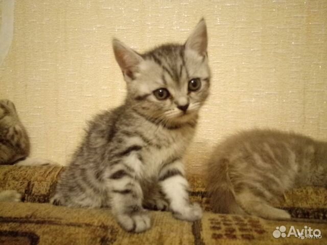 Чистокровные британские котята