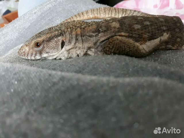 Капский варан