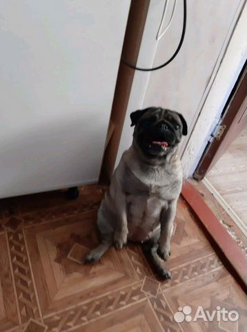 Мопс