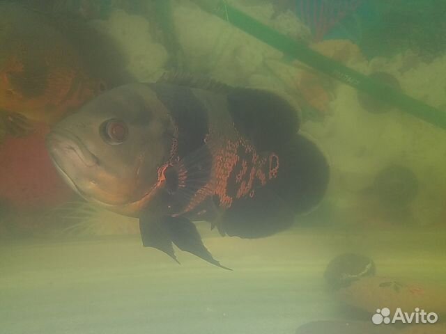 Астронотус