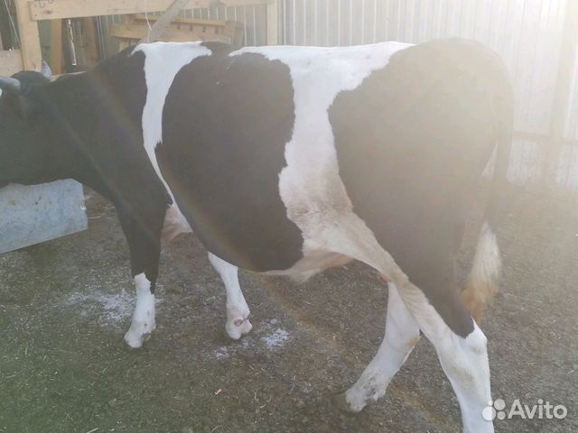 Домашние бычки и перспективная телочка