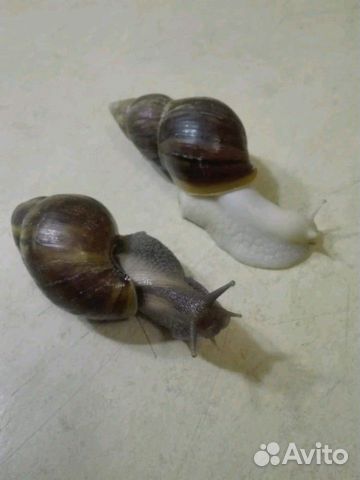 Ахатины африканские улитки