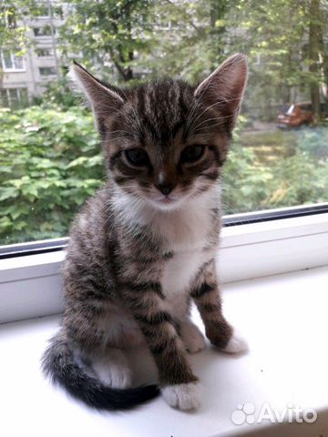 Котенок(девочка) От домашних кота и кошки. 1,5 мес