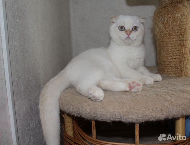 Крсивый вислоухий котик (5 месяцев)