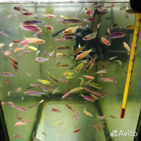 Данио рерио