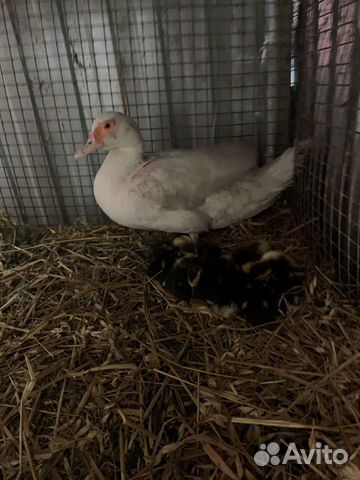 Индоутята с мамой