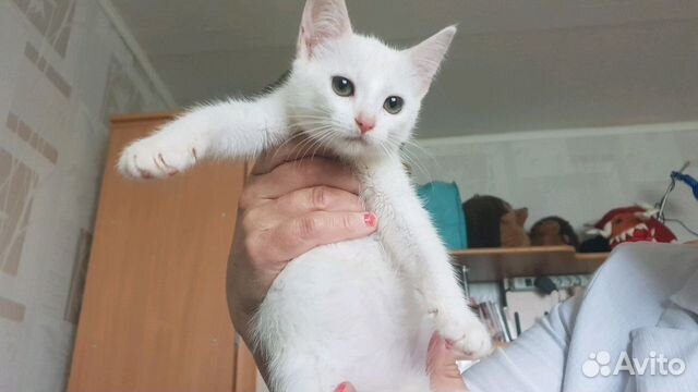 Котенок девочка ангорка