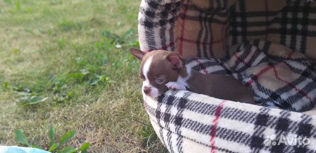 Шоколадный малыш ищет свою семью