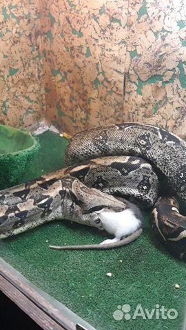 Императорский удав (Boa constrictor imperator)