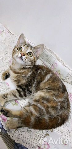 Котенок девочка бенгальская метиска 2мес
