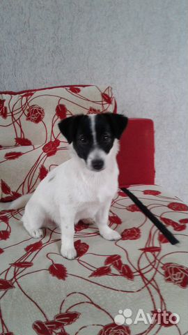 Продам щенка