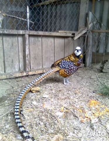 Инкубационное яйцо Каролевских фазанов