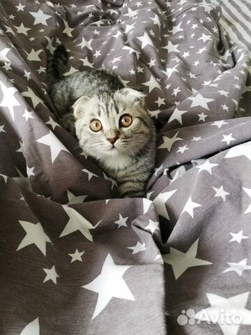 Шотландский веслоухий котенок