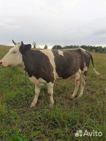 Продам корову