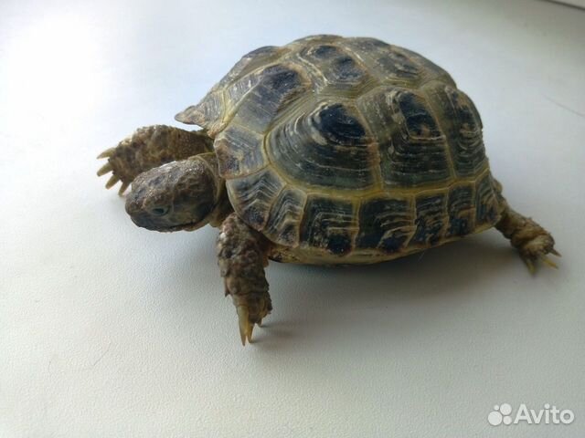 Черепаха сухопутная
