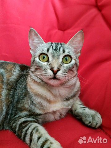 Пропала кошка