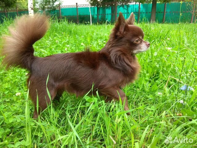 Случка кобеля чихуахуа(не продаю)