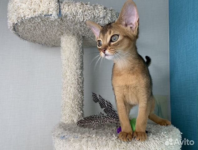 Абиссинский клубный котенок