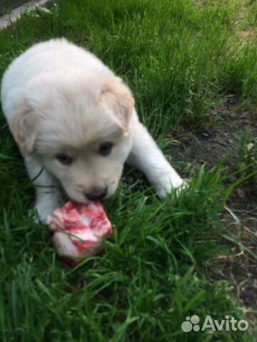 Подарю малышку