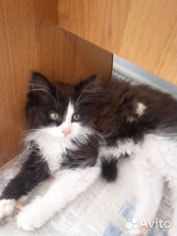 Пушистый котёнок -девочка,2.5 мес.с бурым окрасом