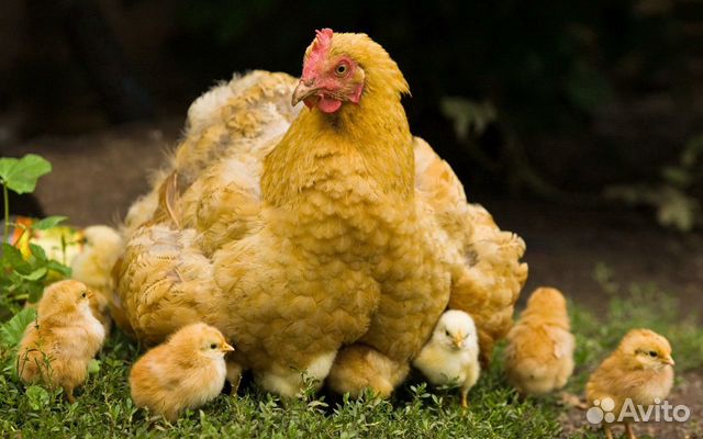 Инкубация яиц