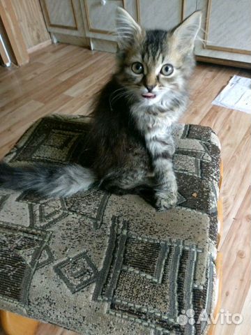 Котик