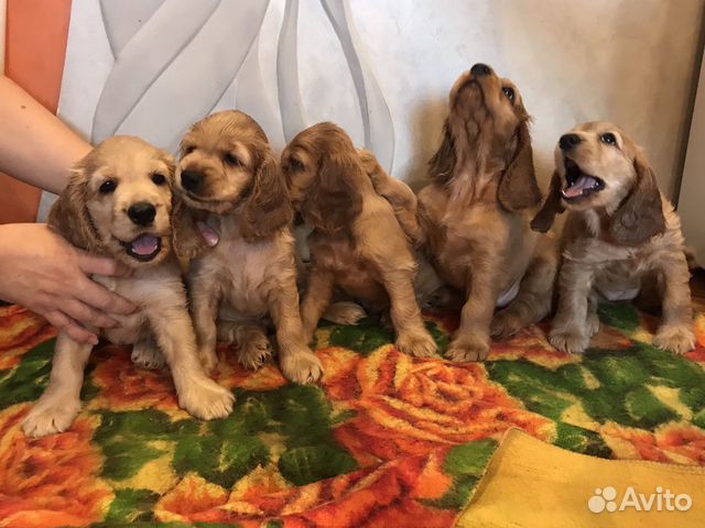Продаются щенки английского кокер-спаниеля