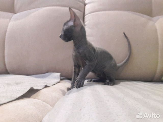 Котенок девочка