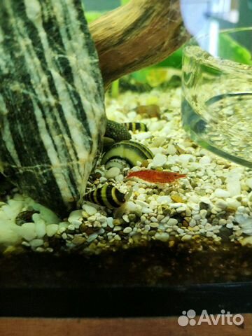 Улитка хилена