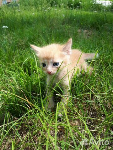 Котятки в добрые руки