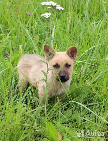 Золотой малыш